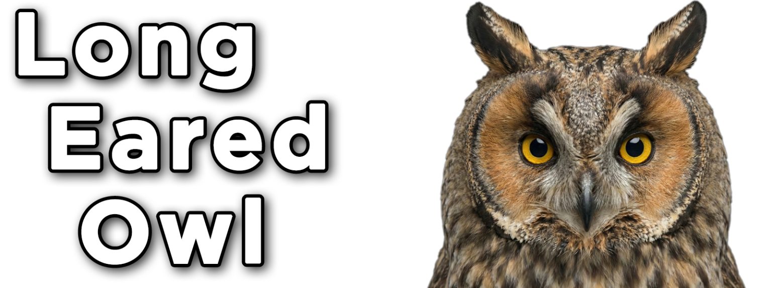 Where To Find Owls: The Complete Ontario Guide – BritHikesOntario ...