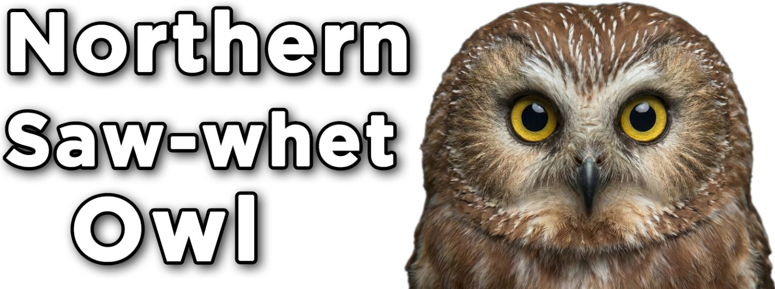 Where To Find Owls: The Complete Ontario Guide – BritHikesOntario ...